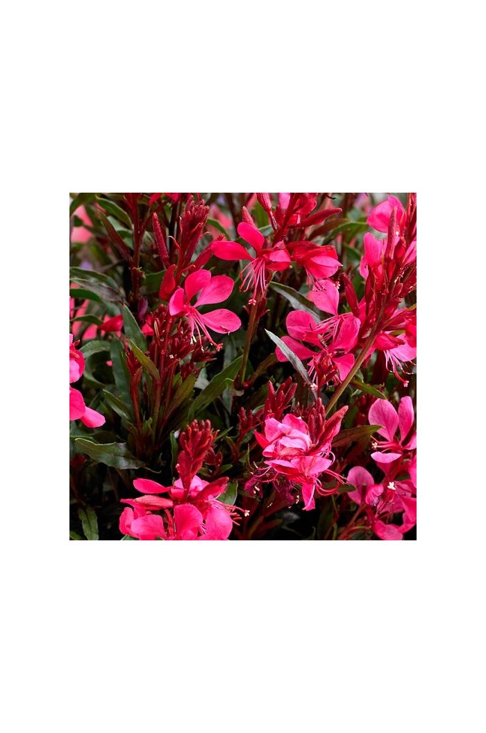Gaura