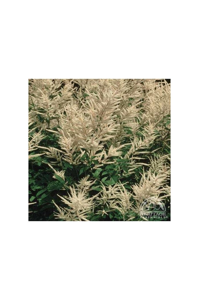 Goat's Beard/Aruncus