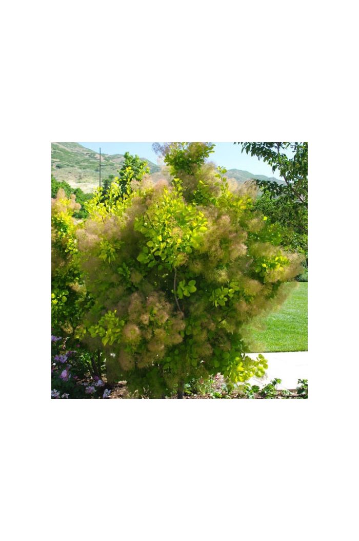 Smoke Bush