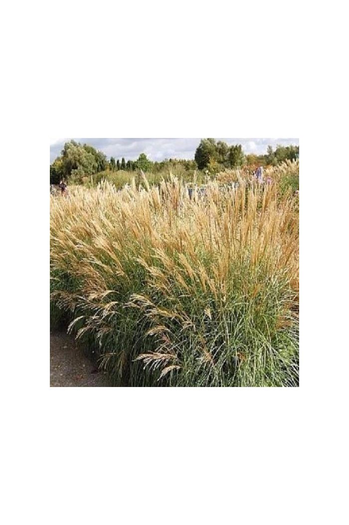 Maiden Grass/Miscanthus