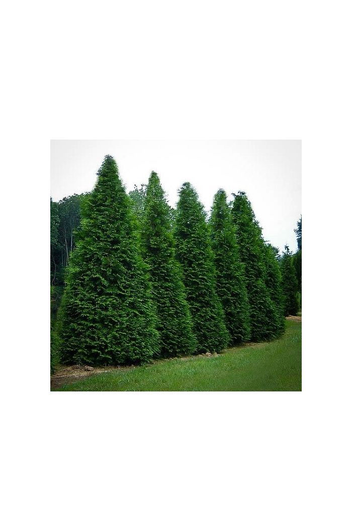 Arborvitae