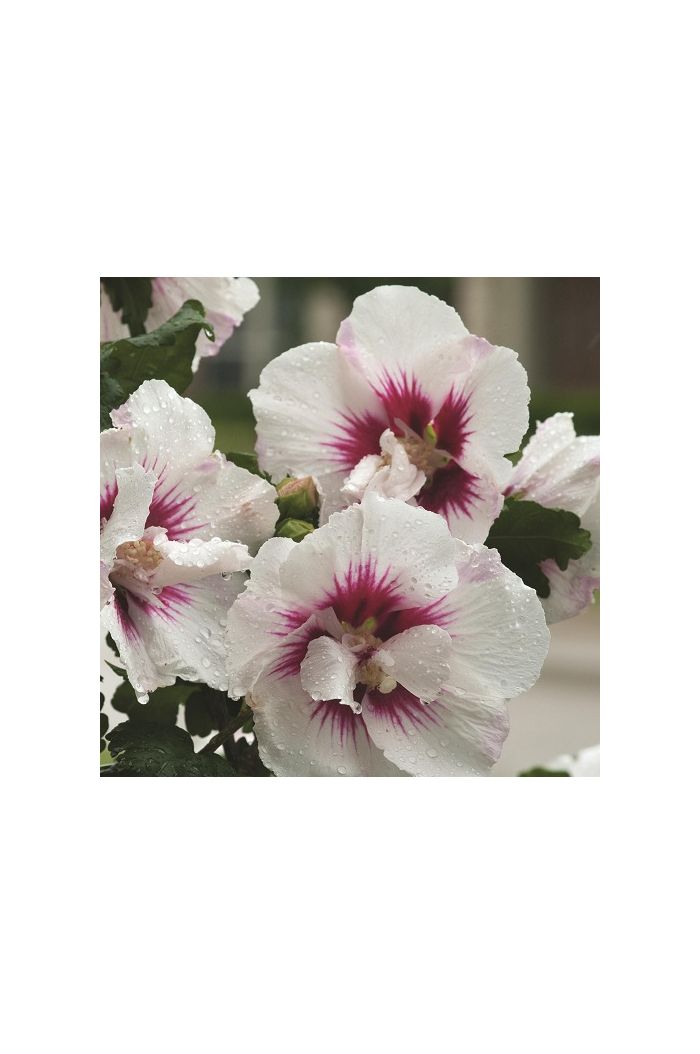 Rose of Sharon/Hibiscus