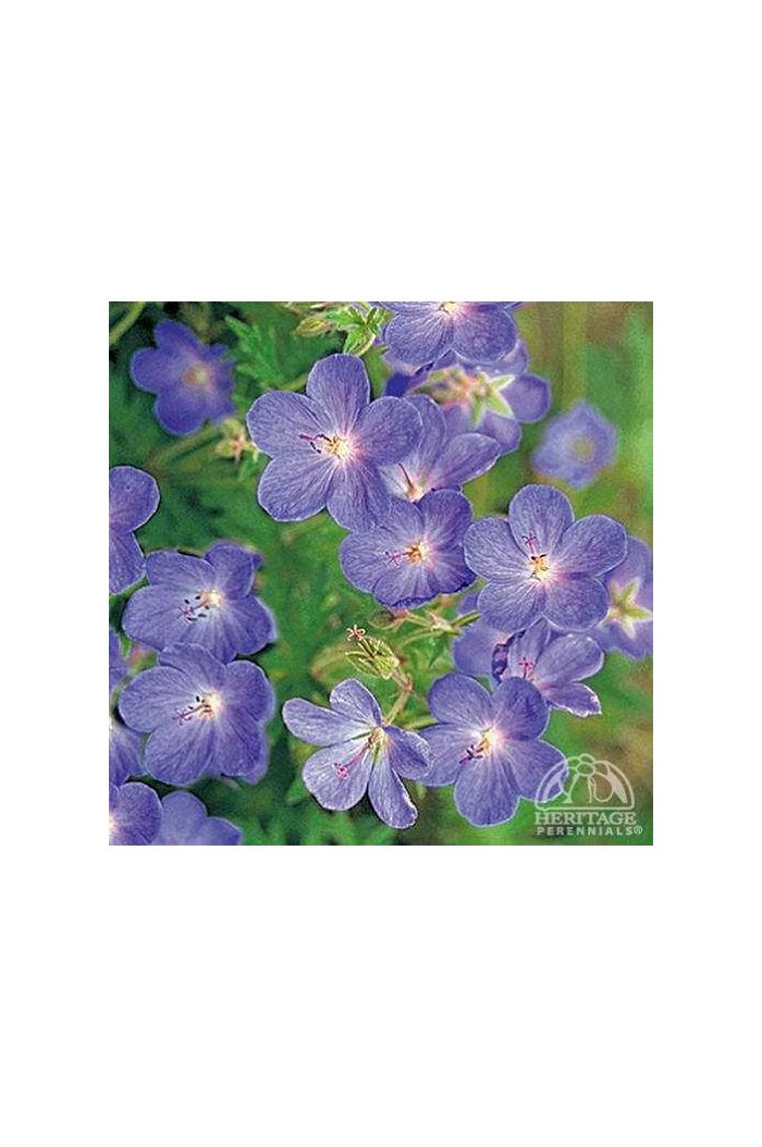 Cranesbill/Geranium