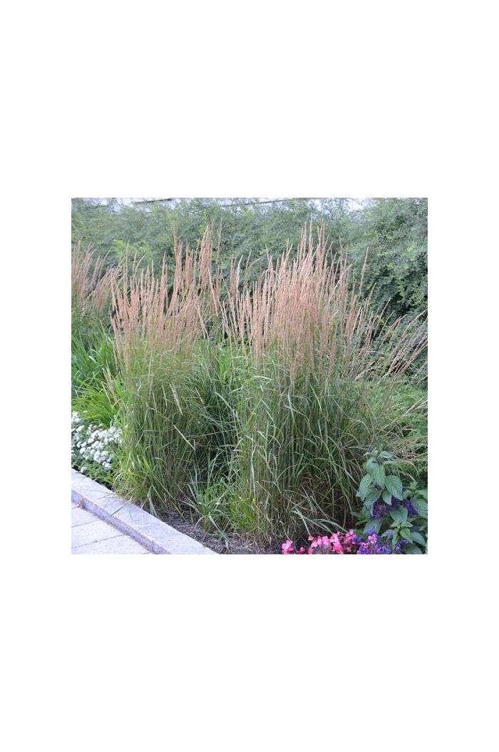 Feather Read Grass/Calama