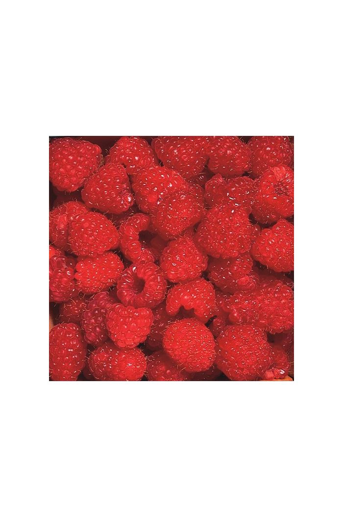 Raspberry