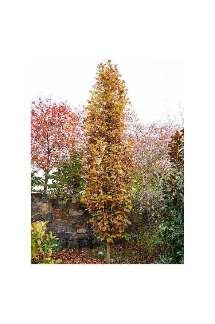 Oak