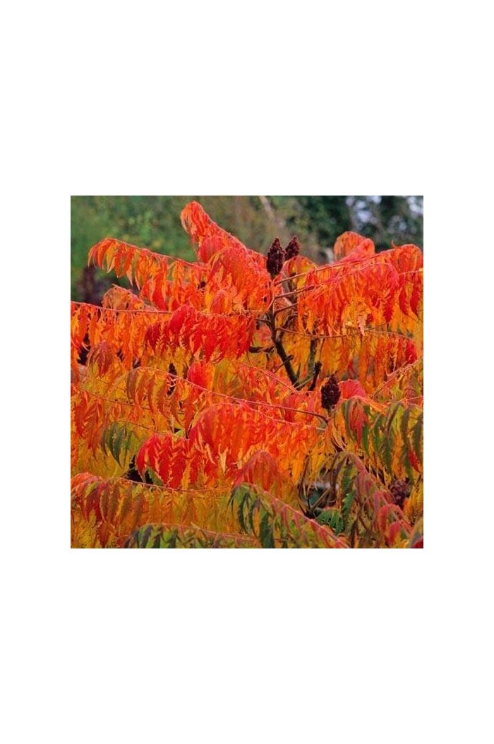 Sumac