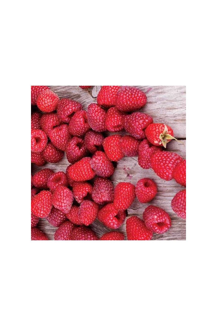 Raspberry