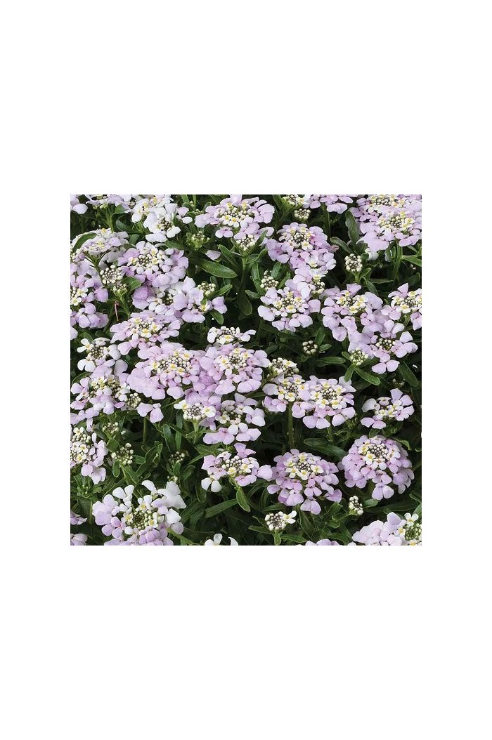 Candytuft/Iberis