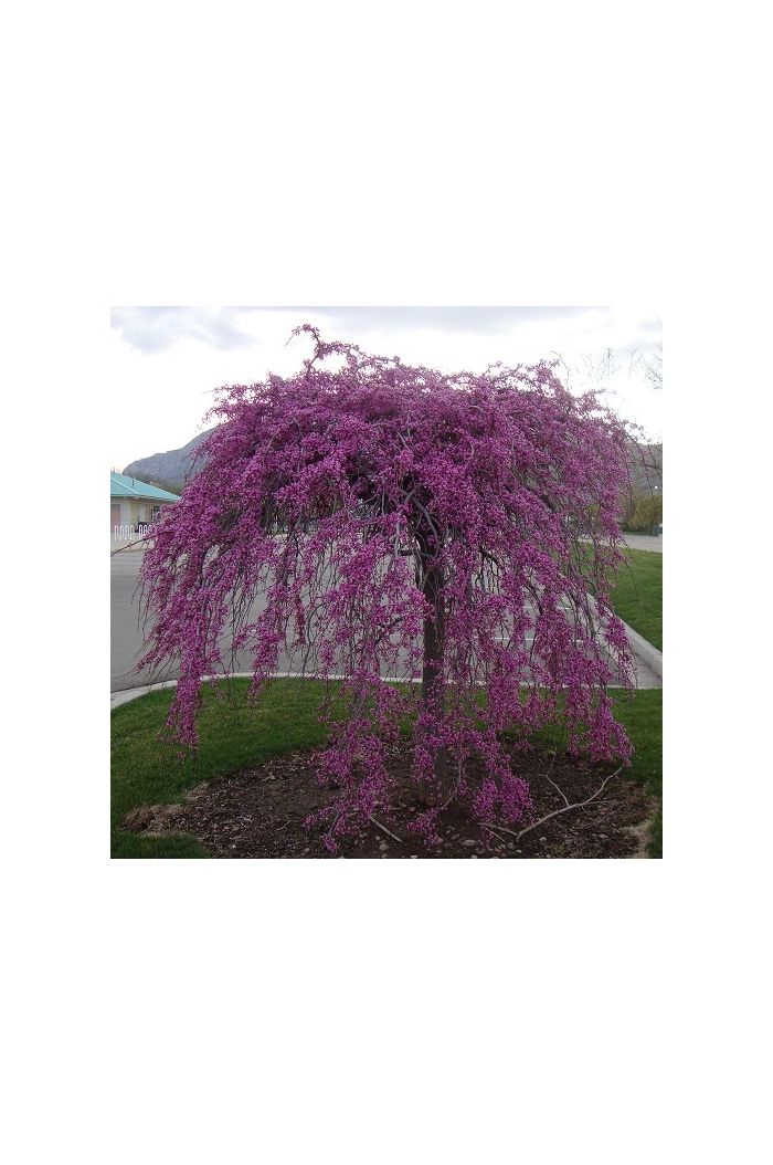 Redbud