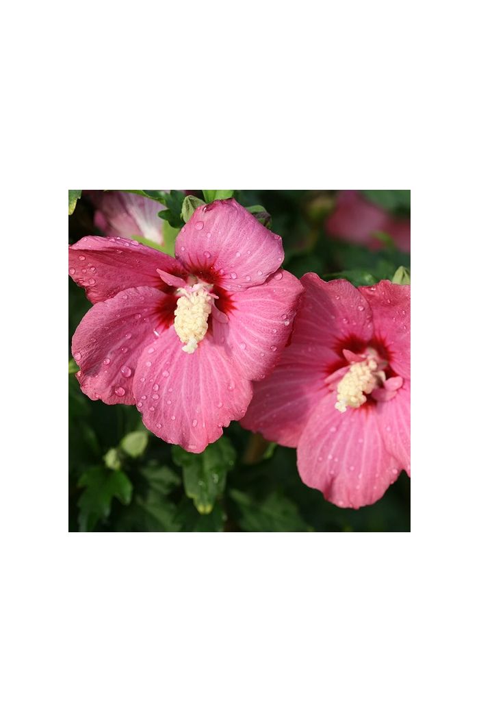 Rose of Sharon/Hibiscus