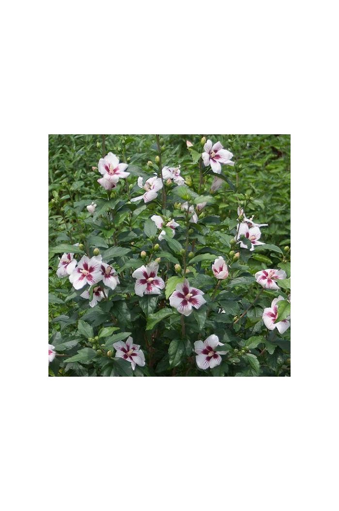 Rose of Sharon/Hibiscus