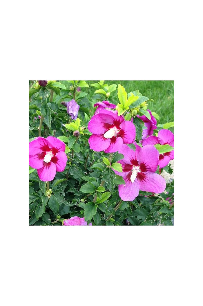Rose of Sharon/Hibiscus
