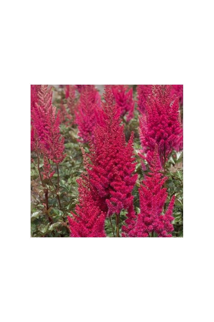 Astilbe