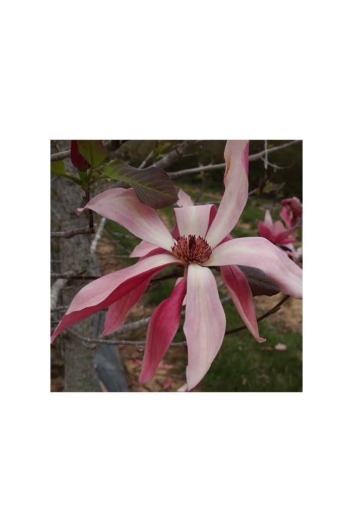 Magnolia