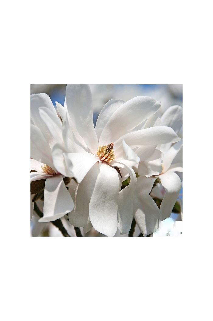 Magnolia