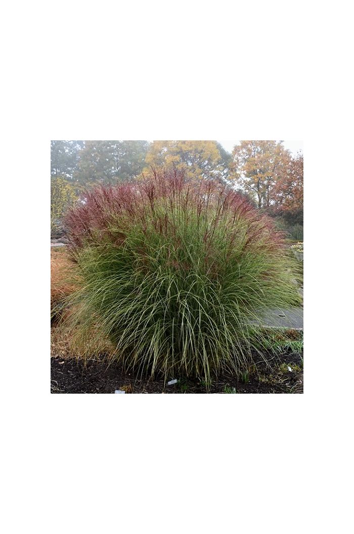 Maiden Grass/Miscanthus