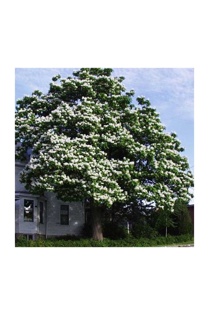 Catalpa