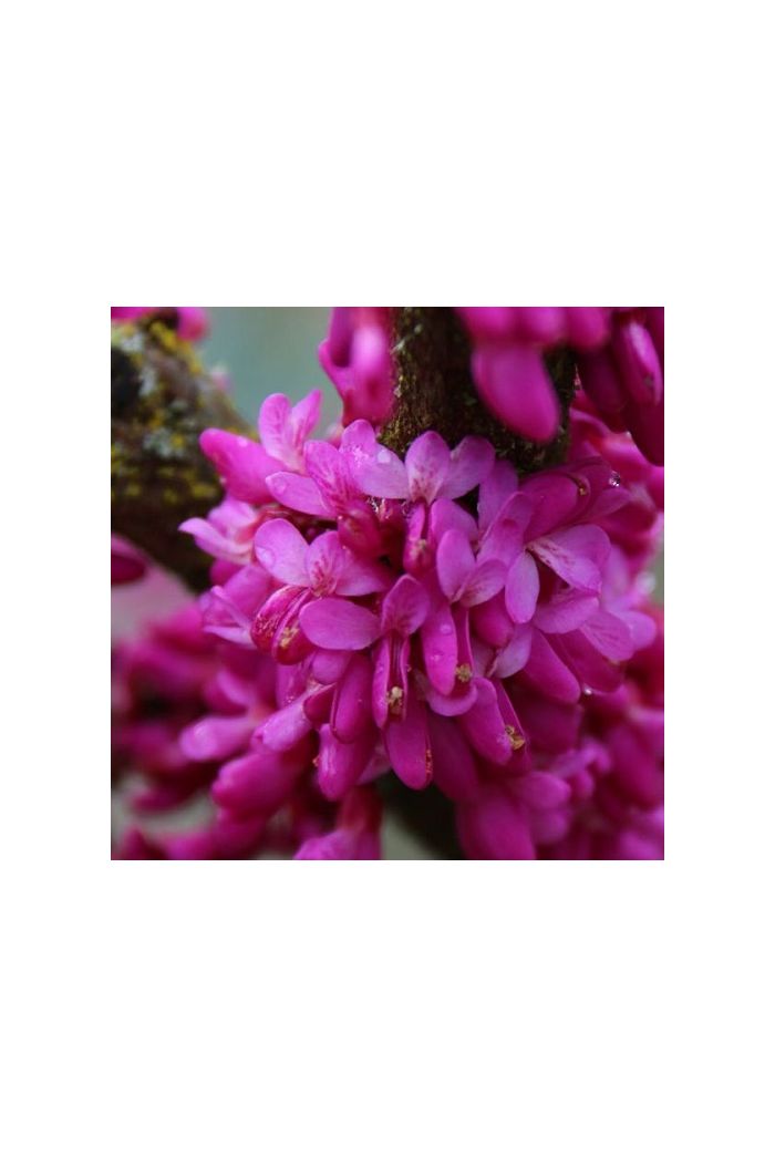Redbud