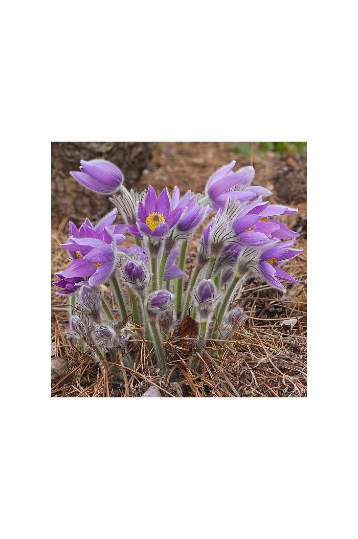 Pasque Flower/Pulsatilla