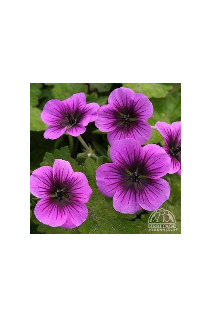 Cranesbill/Geranium