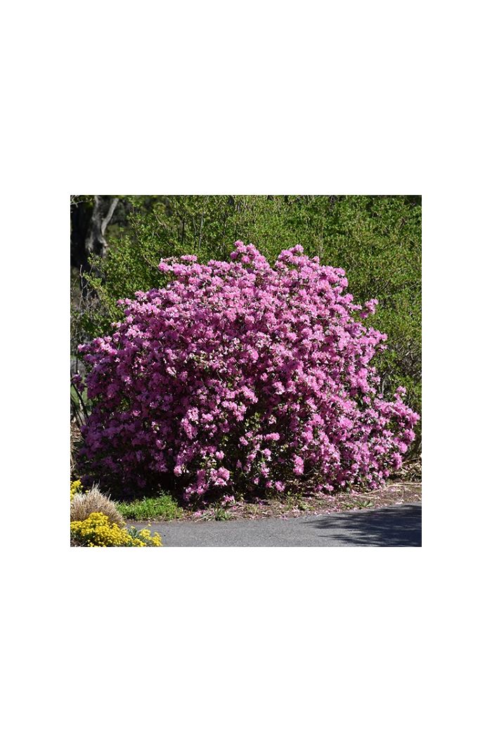 Azlea & Rhododendron