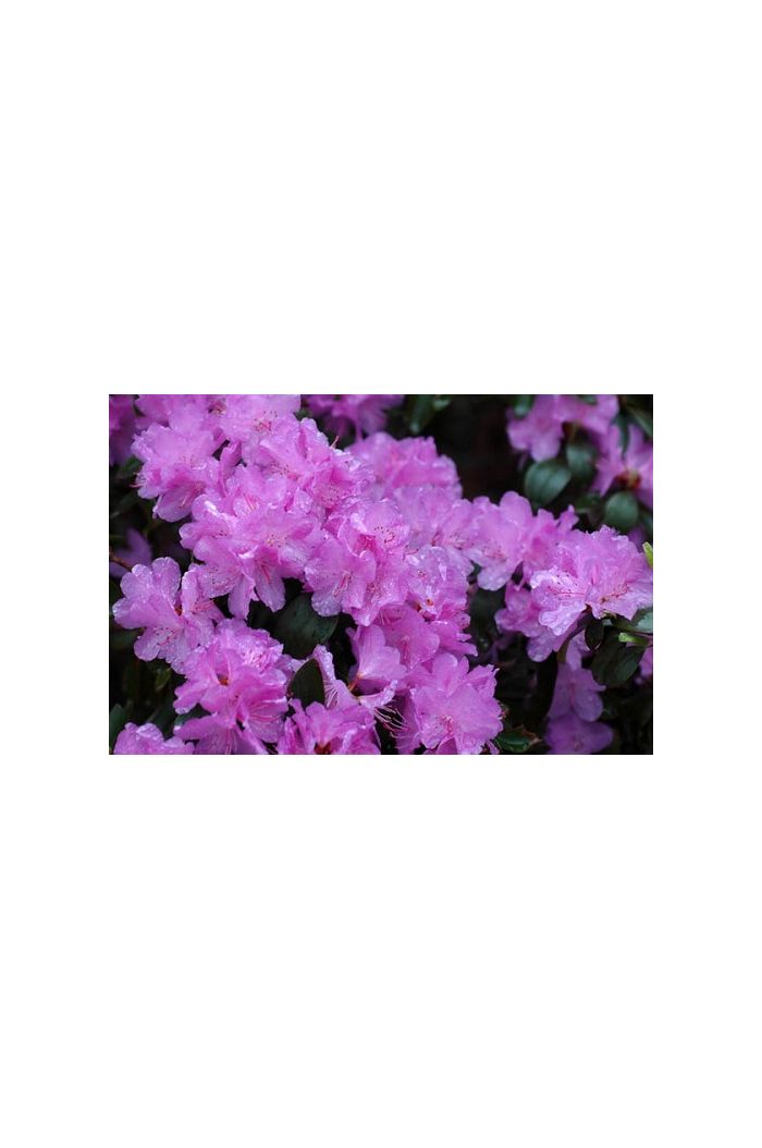 Azlea & Rhododendron