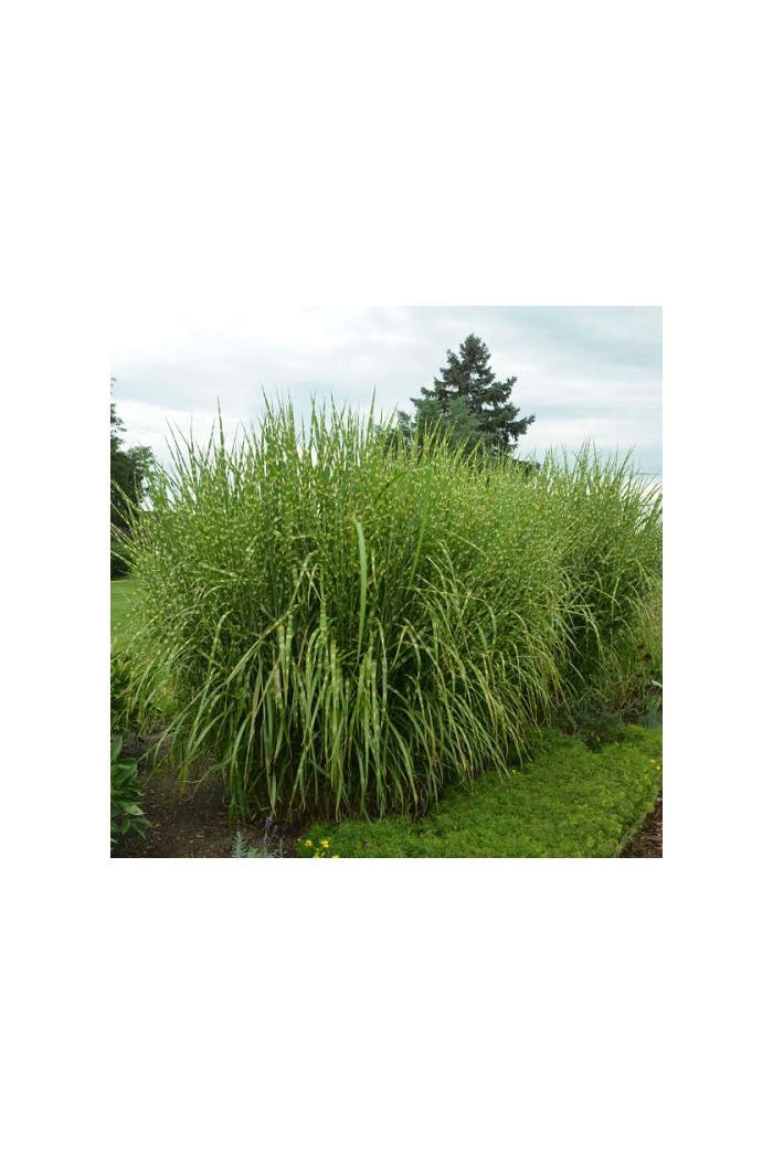 Maiden Grass/Miscanthus