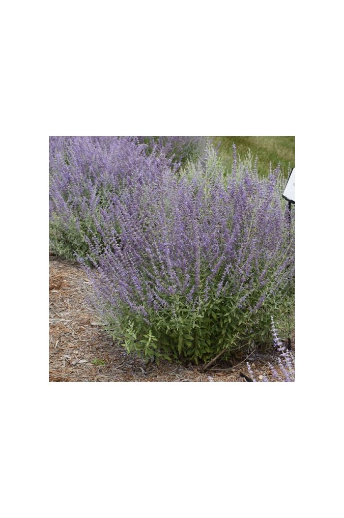 Russian Sage/Perovskia