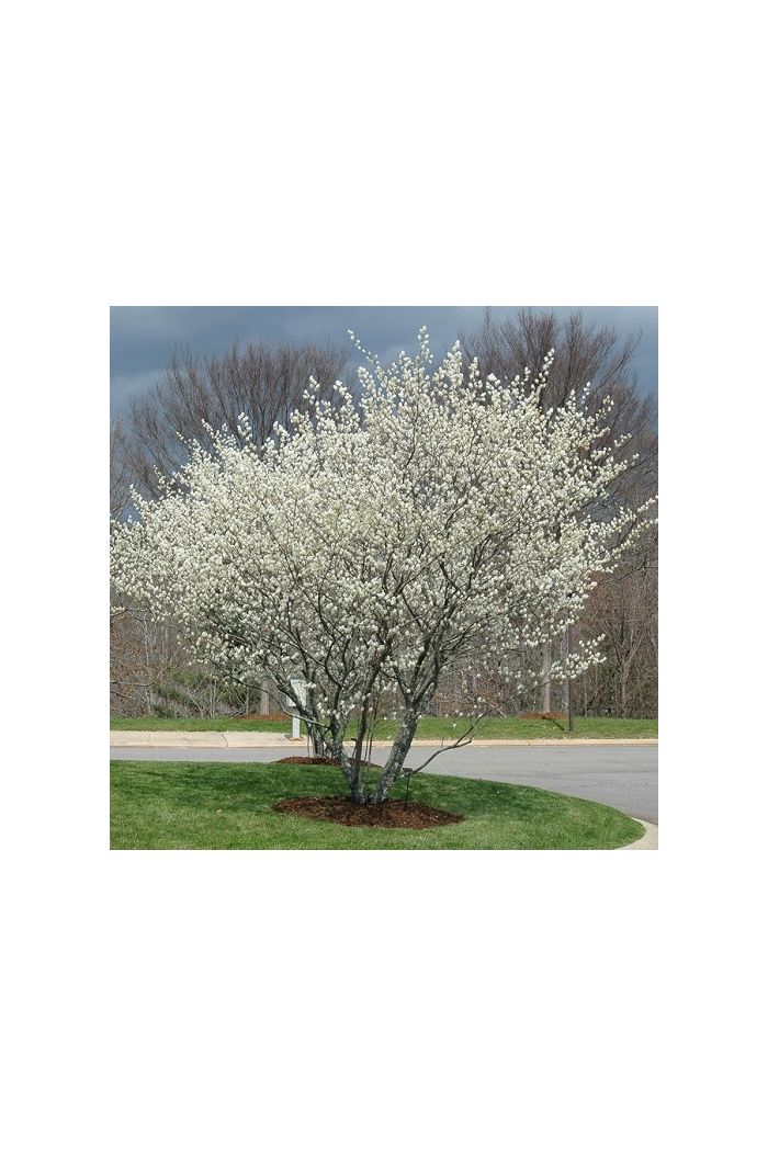 Serviceberry