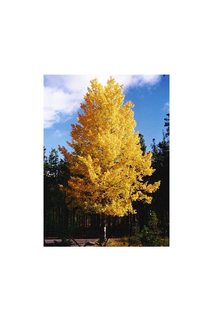 Aspen, Cottonwood, Poplar