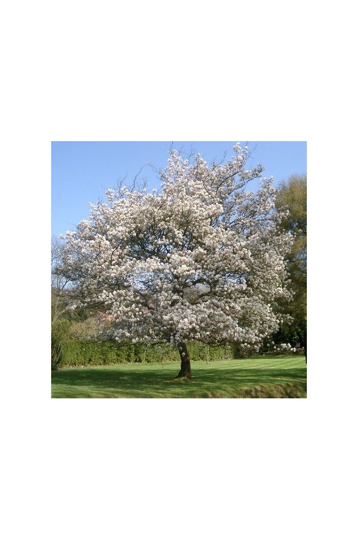 Serviceberry