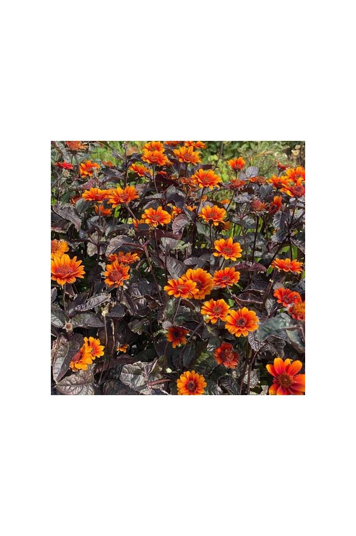 Heliopsis