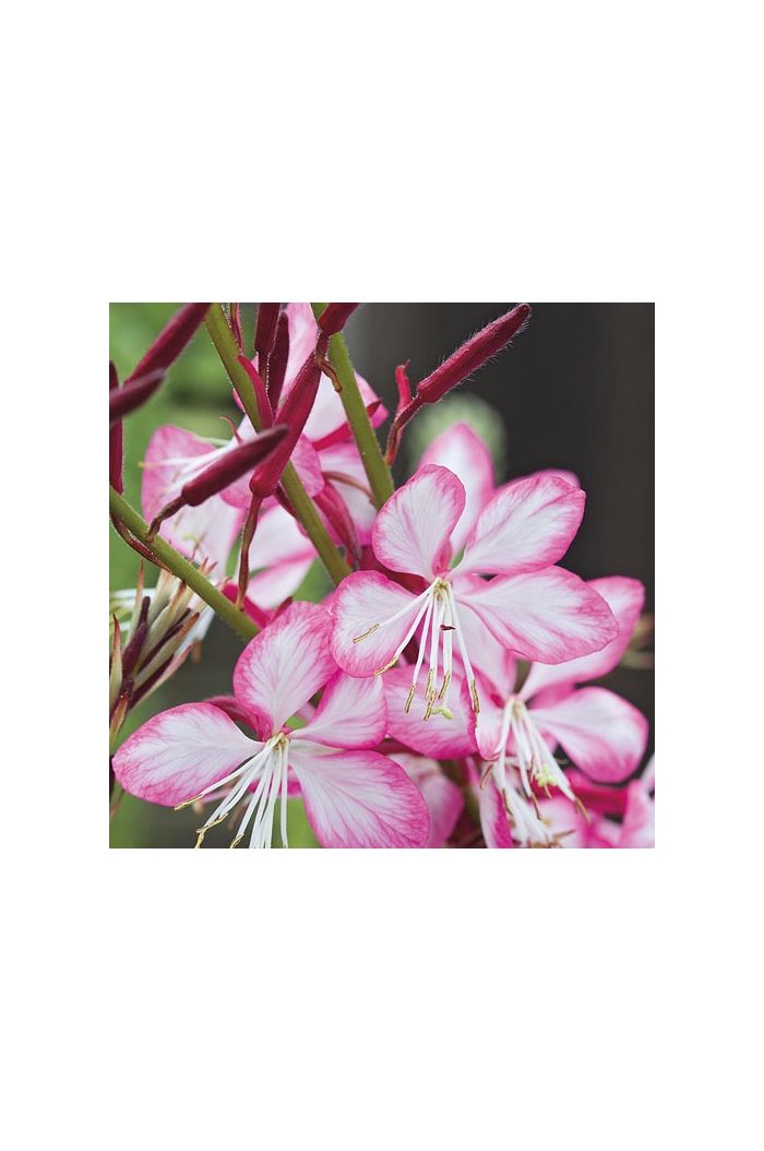 Gaura