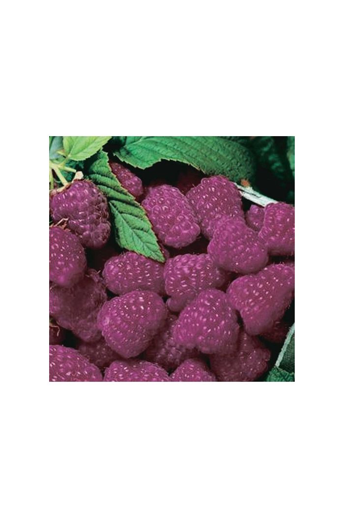 Raspberry