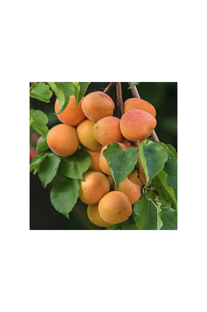 Apricot