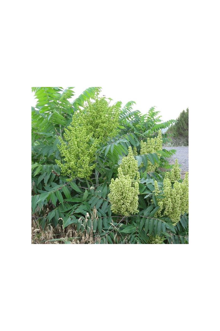 Sumac