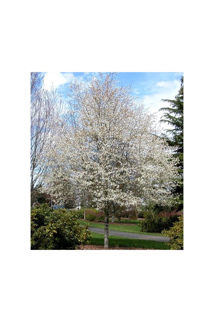 Serviceberry