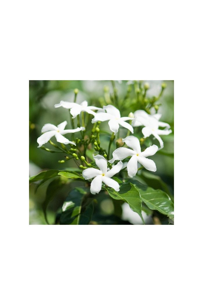 Star Jasmine