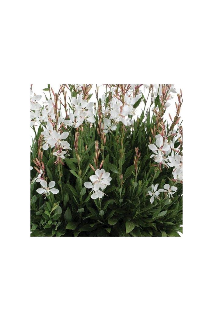 Gaura