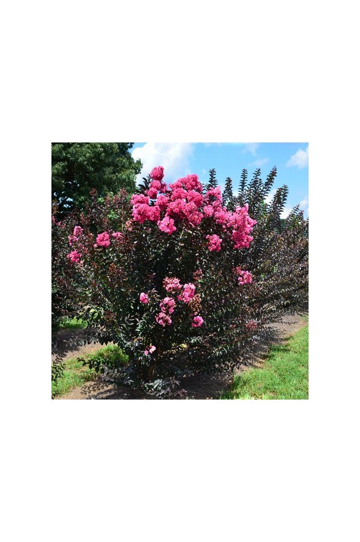 Crape Myrtle