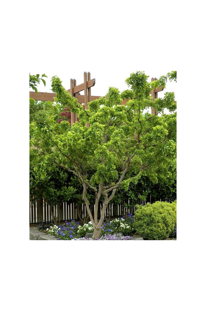 Honeylocust
