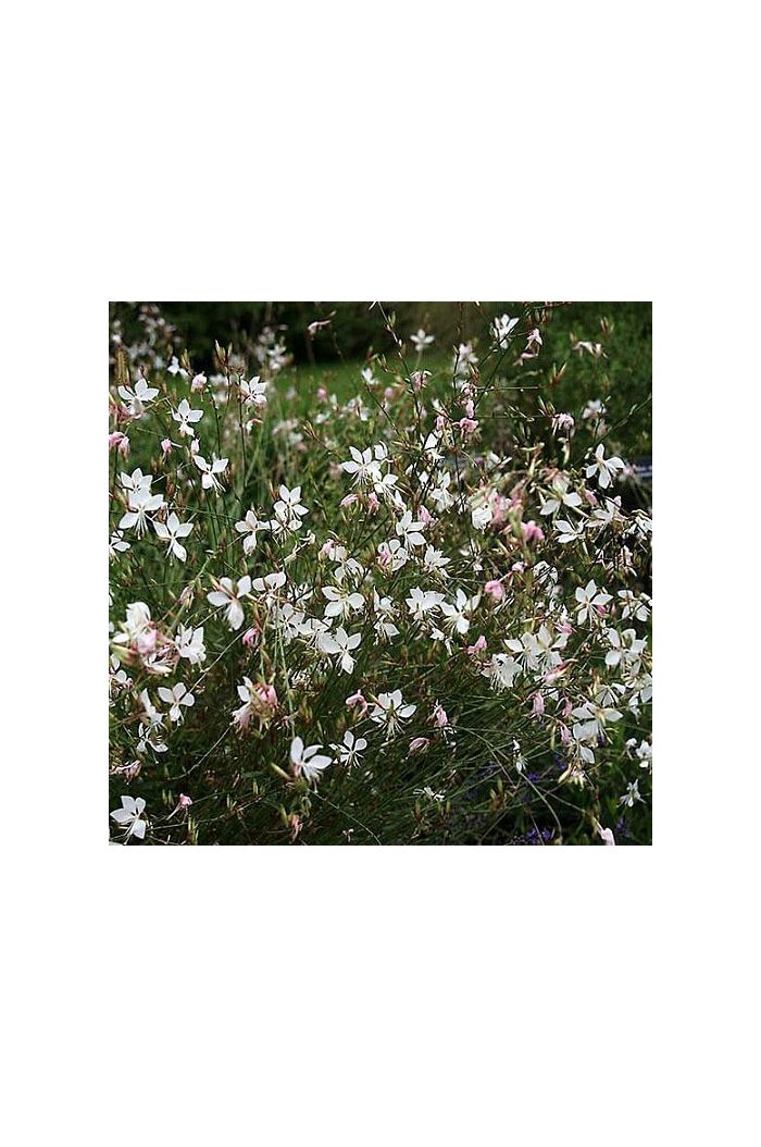 Gaura