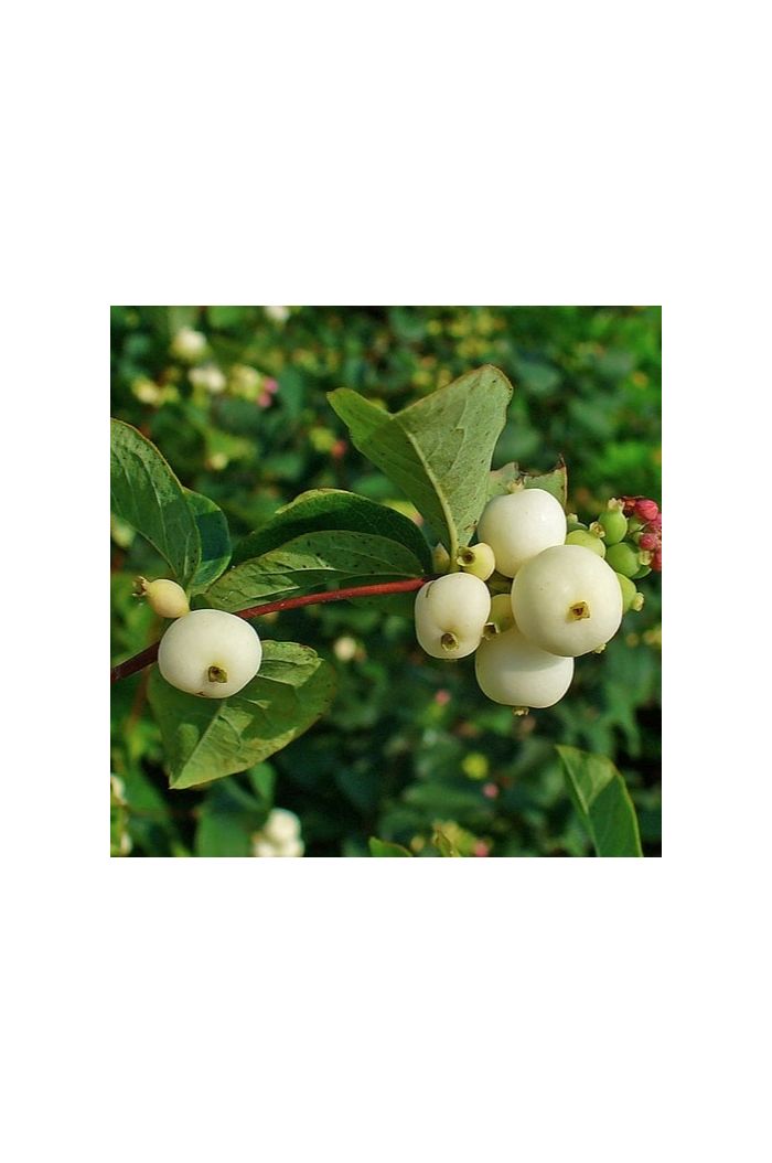 Snowberry