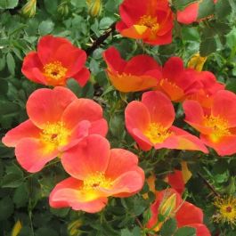 copper coloured rose