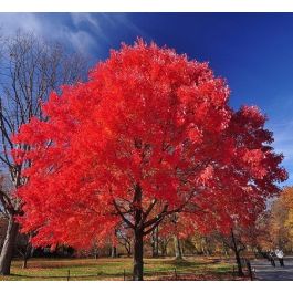 AUTUMN BLAZE MAPLE