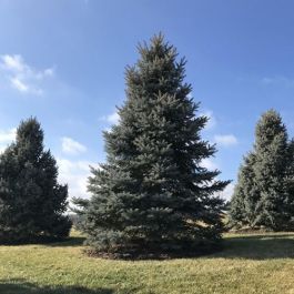 BAKERS BLUE SPRUCE