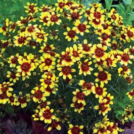 BENGAL TIGER TICKSEED