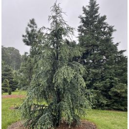 BLUE ANGEL CEDAR OF LEBANON