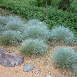 BLUE FESCUE GRASS